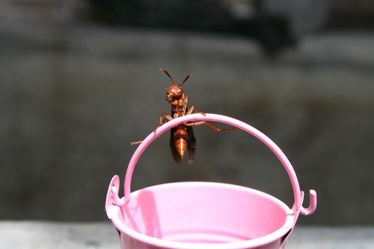 Insects Yard Nature Free Photo On Pixabay Pixabay