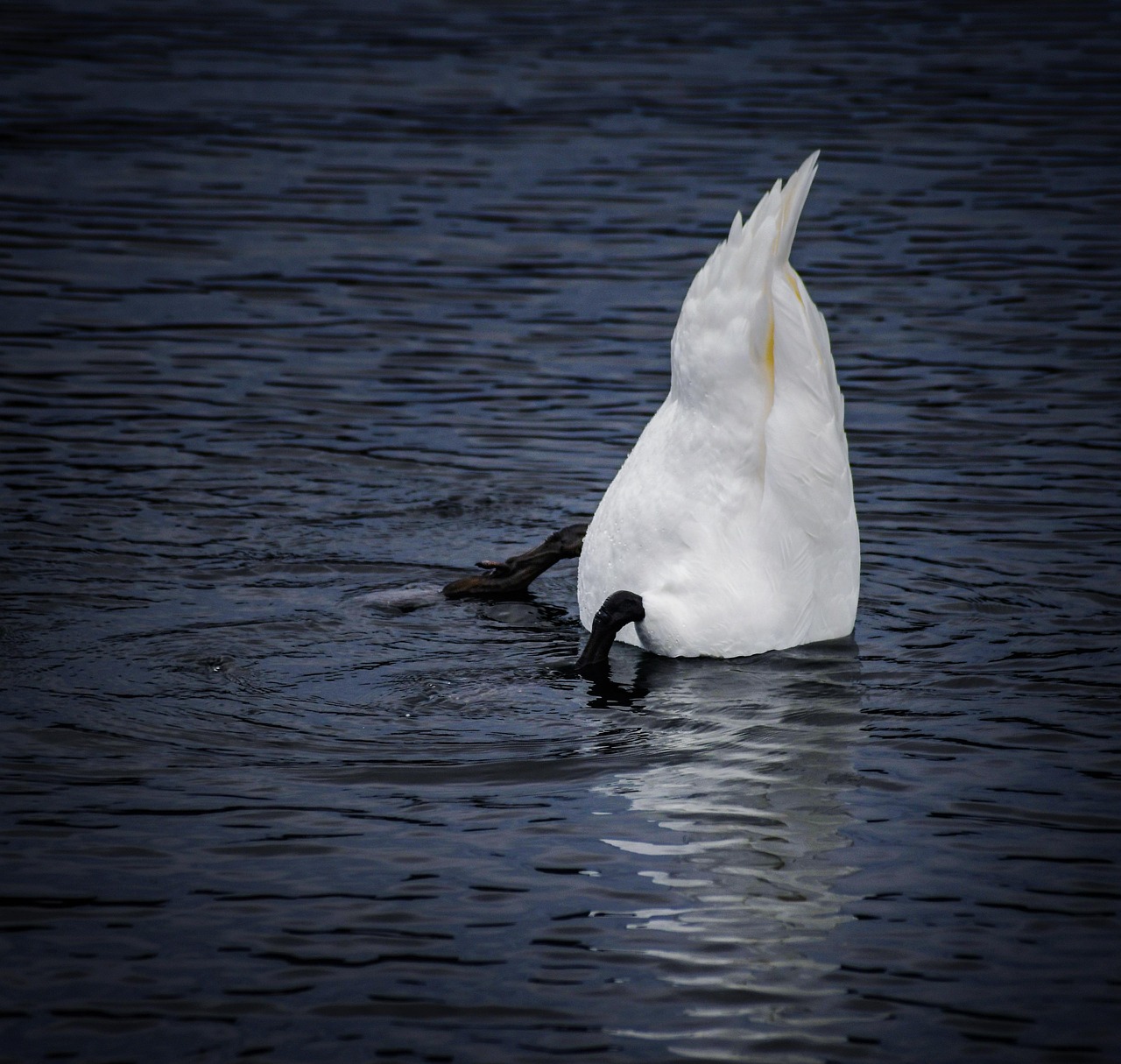 Swan Dive Lake - Free photo on Pixabay - Pixabay