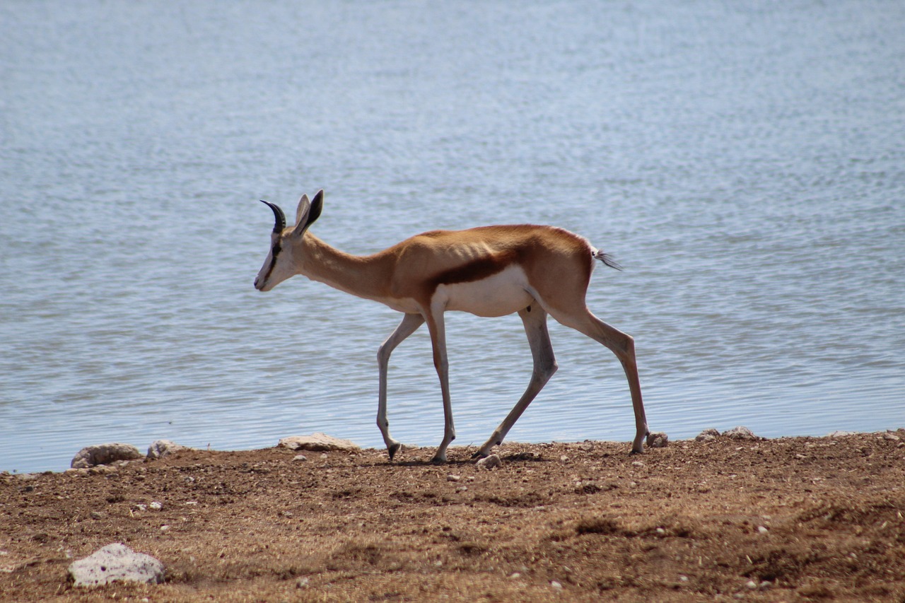 Animals Desert Waterhole - Free photo on Pixabay - Pixabay
