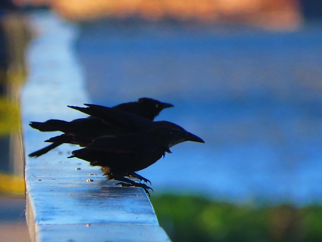 Pajaros Volando Aves Naturaleza - Gratis foto op Pixabay - Pixabay