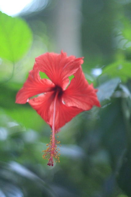 Flor Roja Rojo - Foto gratis en Pixabay - Pixabay