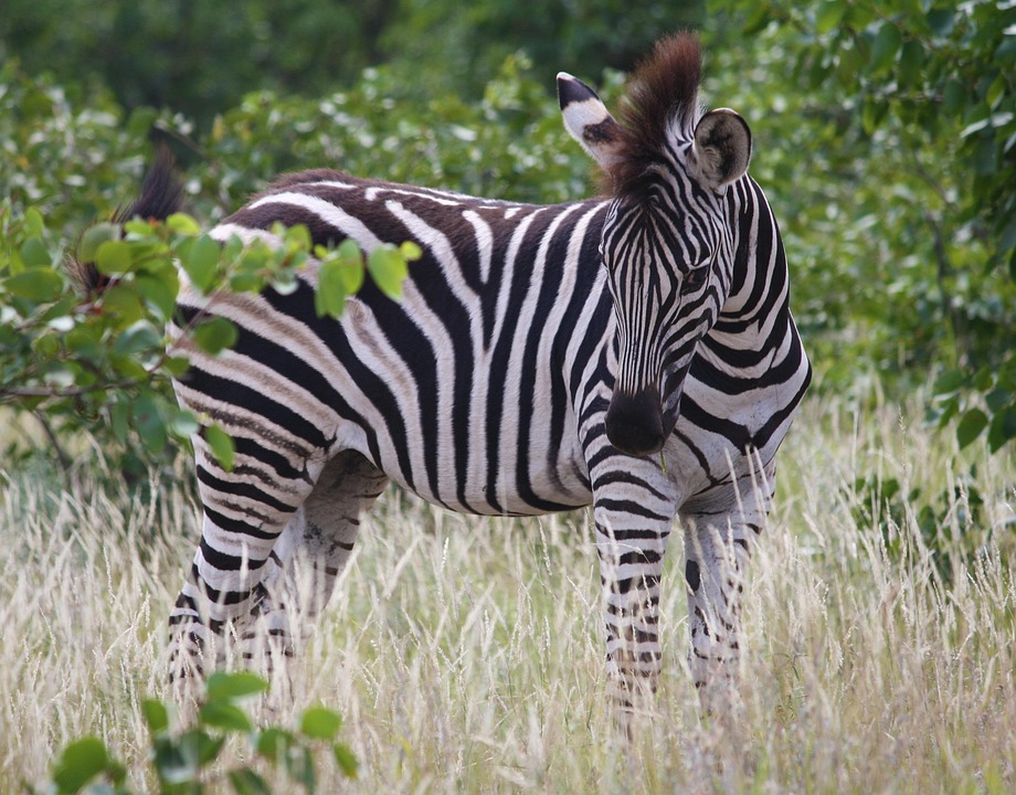 Zebra Safari Animal - Free photo on Pixabay - Pixabay