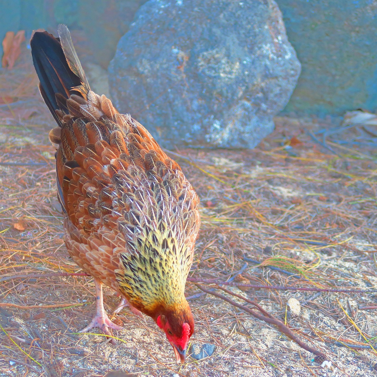 Poulet Volaille Oiseau - Photo gratuite sur Pixabay - Pixabay
