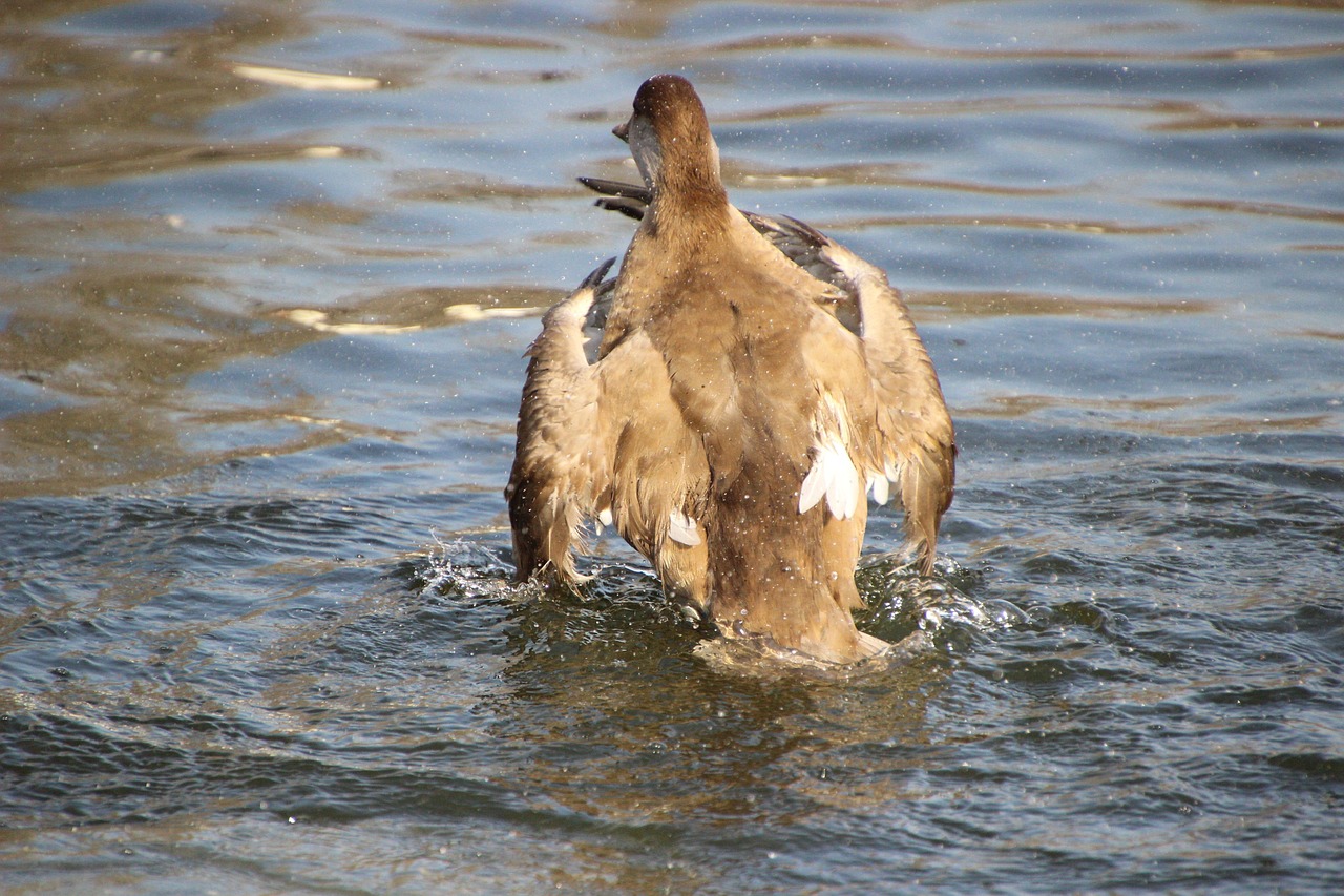 Pato Real Estanque - Foto gratis en Pixabay - Pixabay