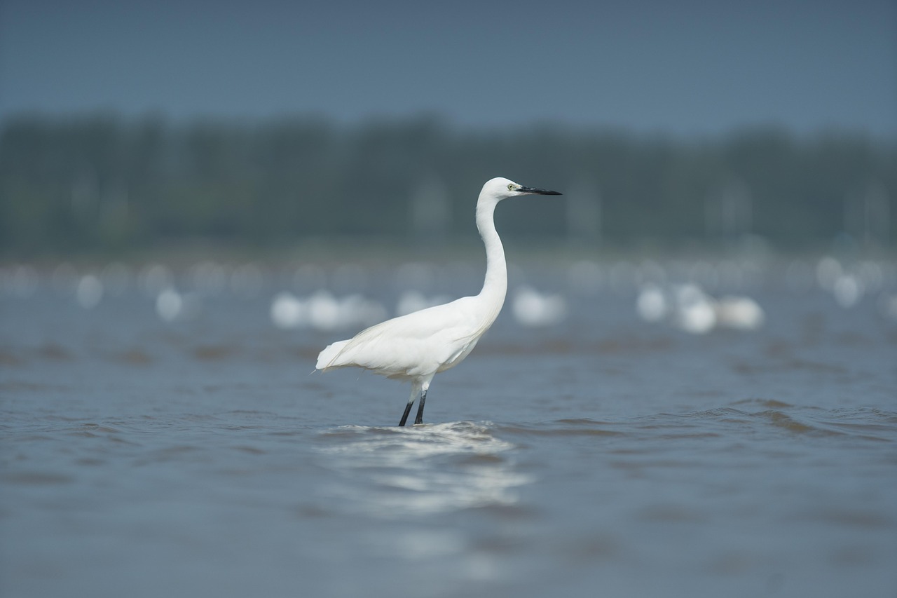 Kuntul Burung Danau - Foto gratis di Pixabay - Pixabay