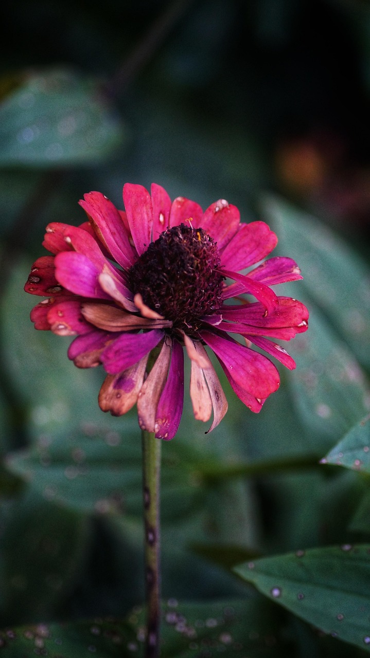 Bunga-Bunga Merah Jambu Alam Musim - Foto gratis di Pixabay - Pixabay