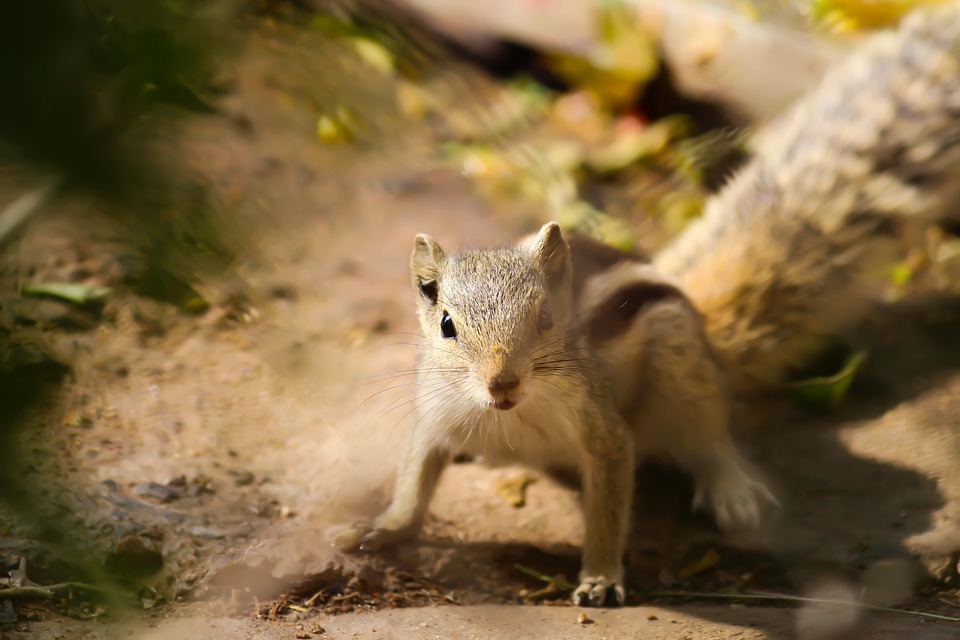Tier Eichhörnchen Nagetier - Kostenloses Foto auf Pixabay