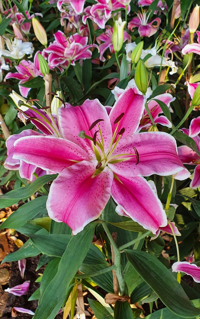 Fleur Lis - Photo gratuite sur Pixabay