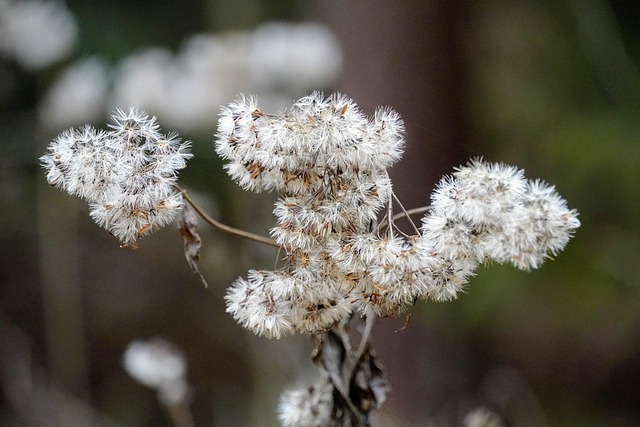 Fall Flora - Free photo on Pixabay - Pixabay