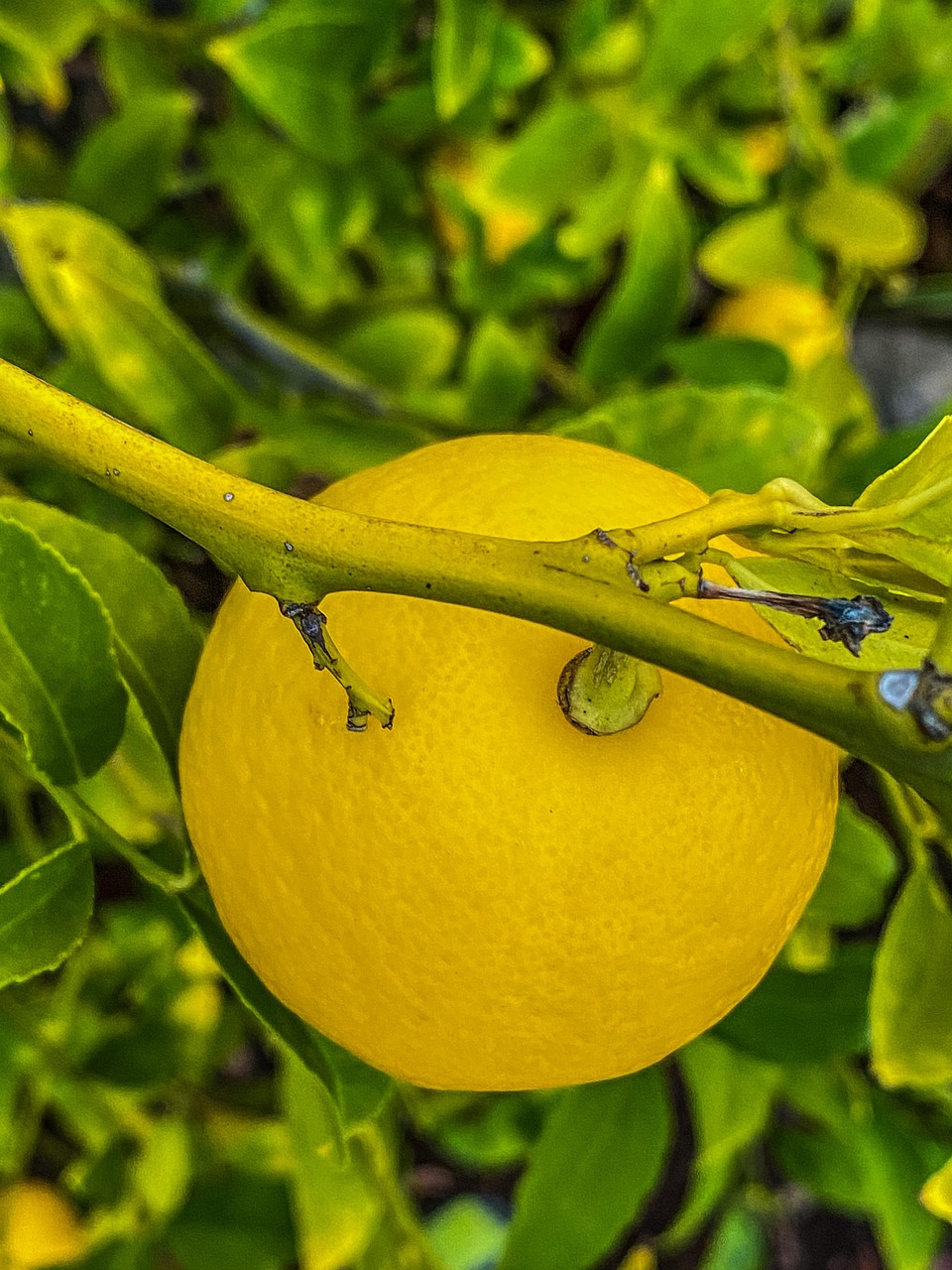 Limões Amarelo - Foto gratuita no Pixabay - Pixabay