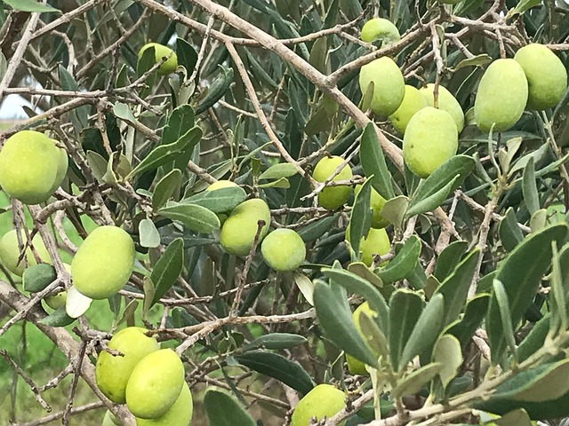Olive Tree - Free photo on Pixabay - Pixabay