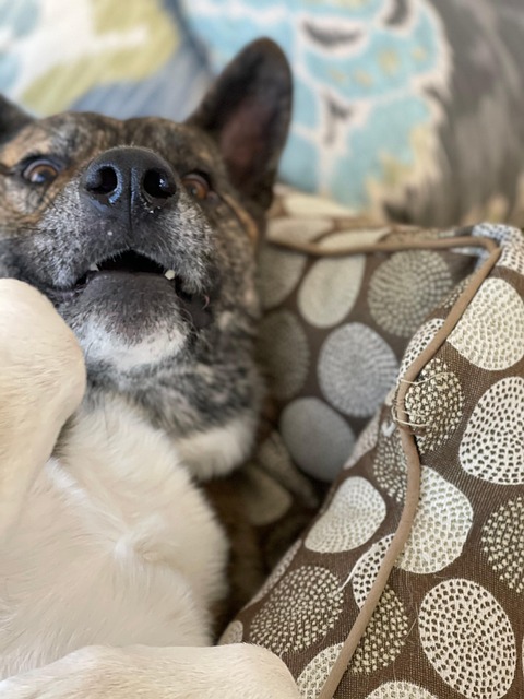 Silly Dog Funny - Free photo on Pixabay - Pixabay