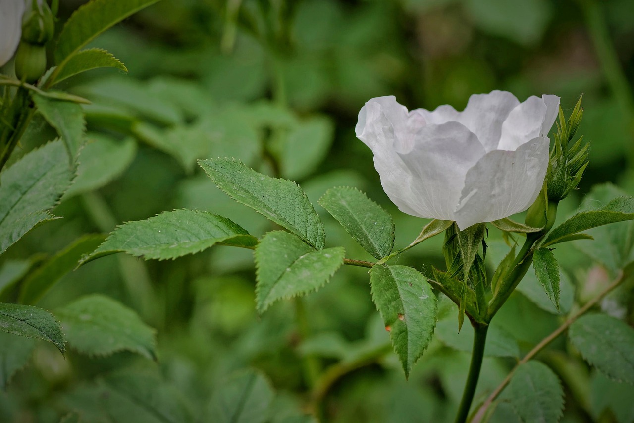 Rosa Mosqueta Flor Árbol - Foto gratis en Pixabay - Pixabay