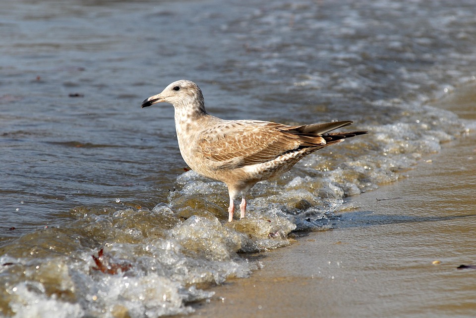 Seagull Bird River - Free photo on Pixabay - Pixabay