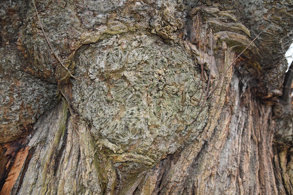 Tree Bark Knot - Free photo on Pixabay - Pixabay