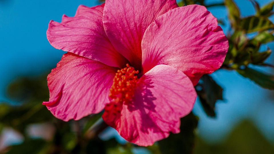 Flower Red Pink - Free photo on Pixabay - Pixabay