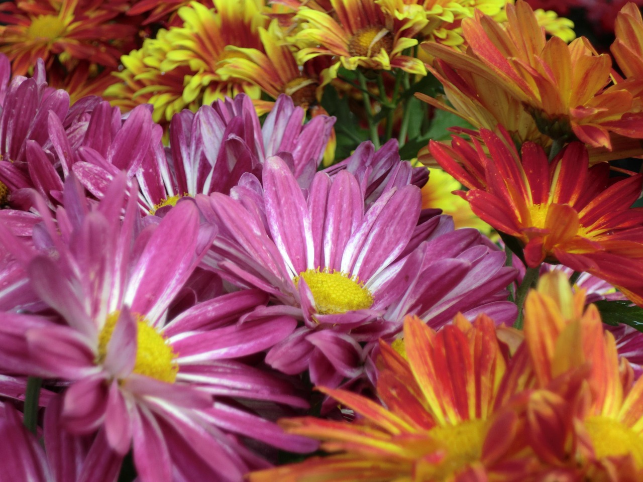 Fleurs De Fusa 1 Colombie Agréable - Photo gratuite sur Pixabay - Pixabay