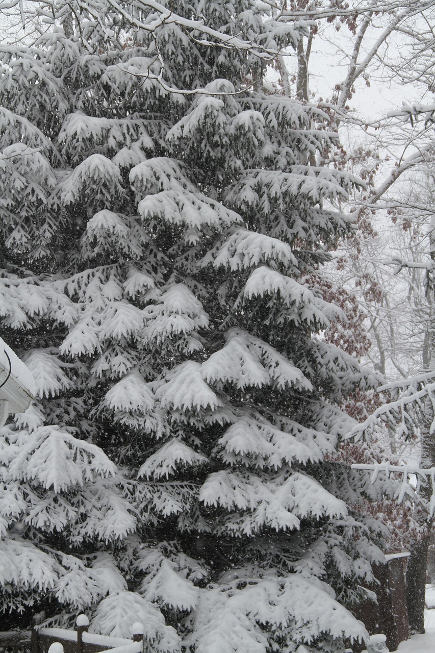 Evergreen Winter Woods - Free photo on Pixabay - Pixabay