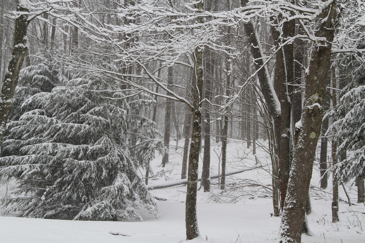 Evergreen Winter Woods - Free photo on Pixabay - Pixabay