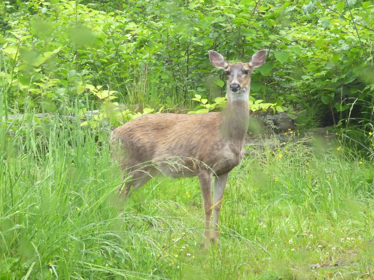 Cerb Canadian Natura Viata Fotografie Gratuită Pe Pixabay Pixabay 3829
