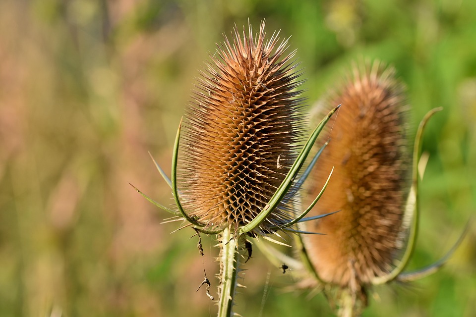 Wild Teasel Prickly Plant - Free photo on Pixabay