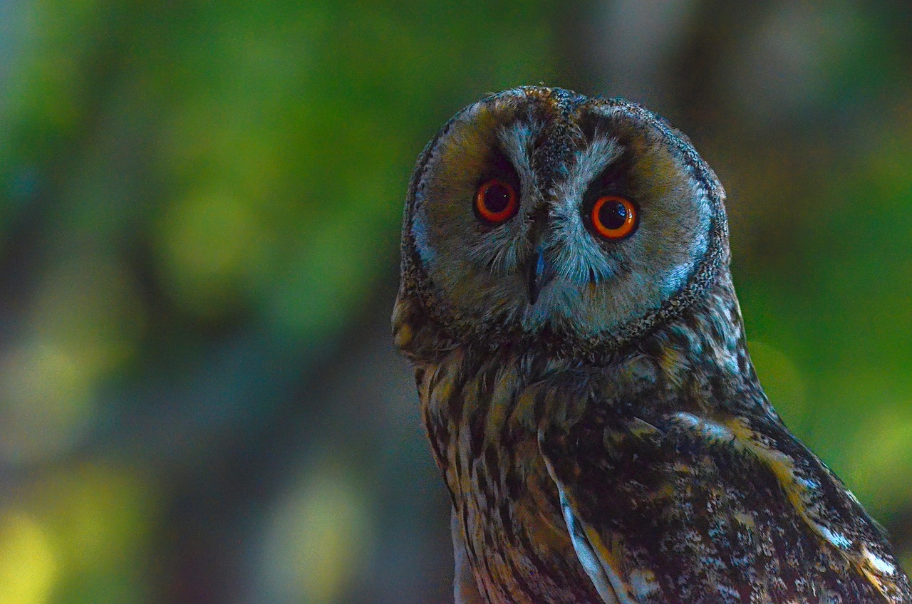 Owl Bird Raptor Of - Free photo on Pixabay - Pixabay