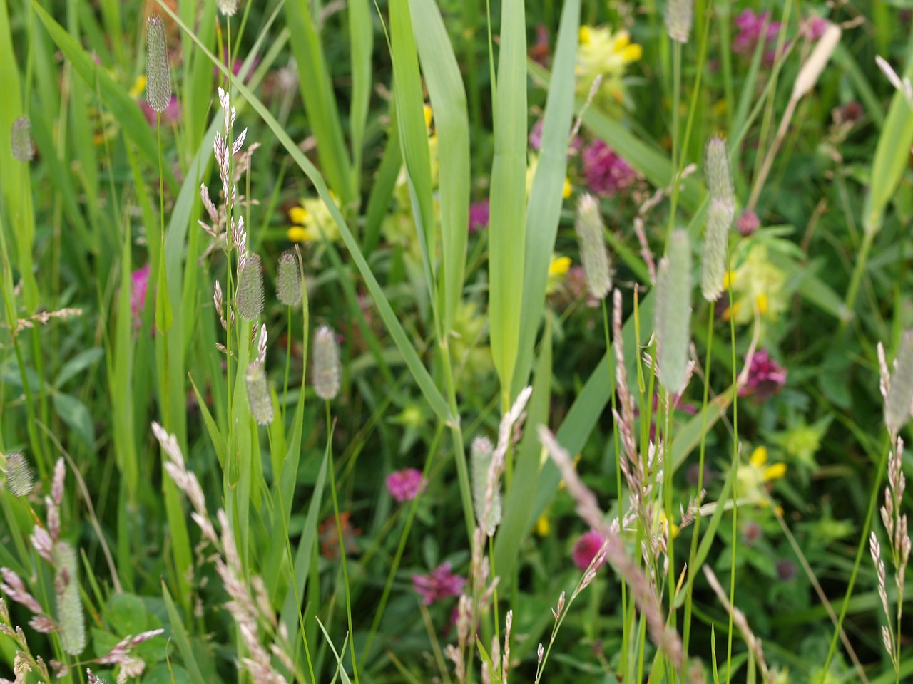 Prairie Fleur Graminées La - Photo gratuite sur Pixabay - Pixabay