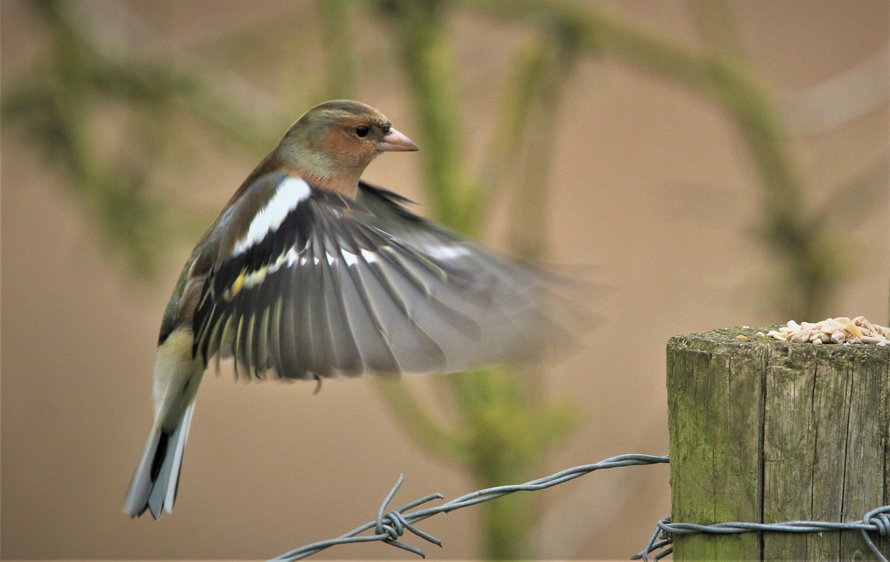 Plus de 500 images de Pinson et de Oiseau - Pixabay