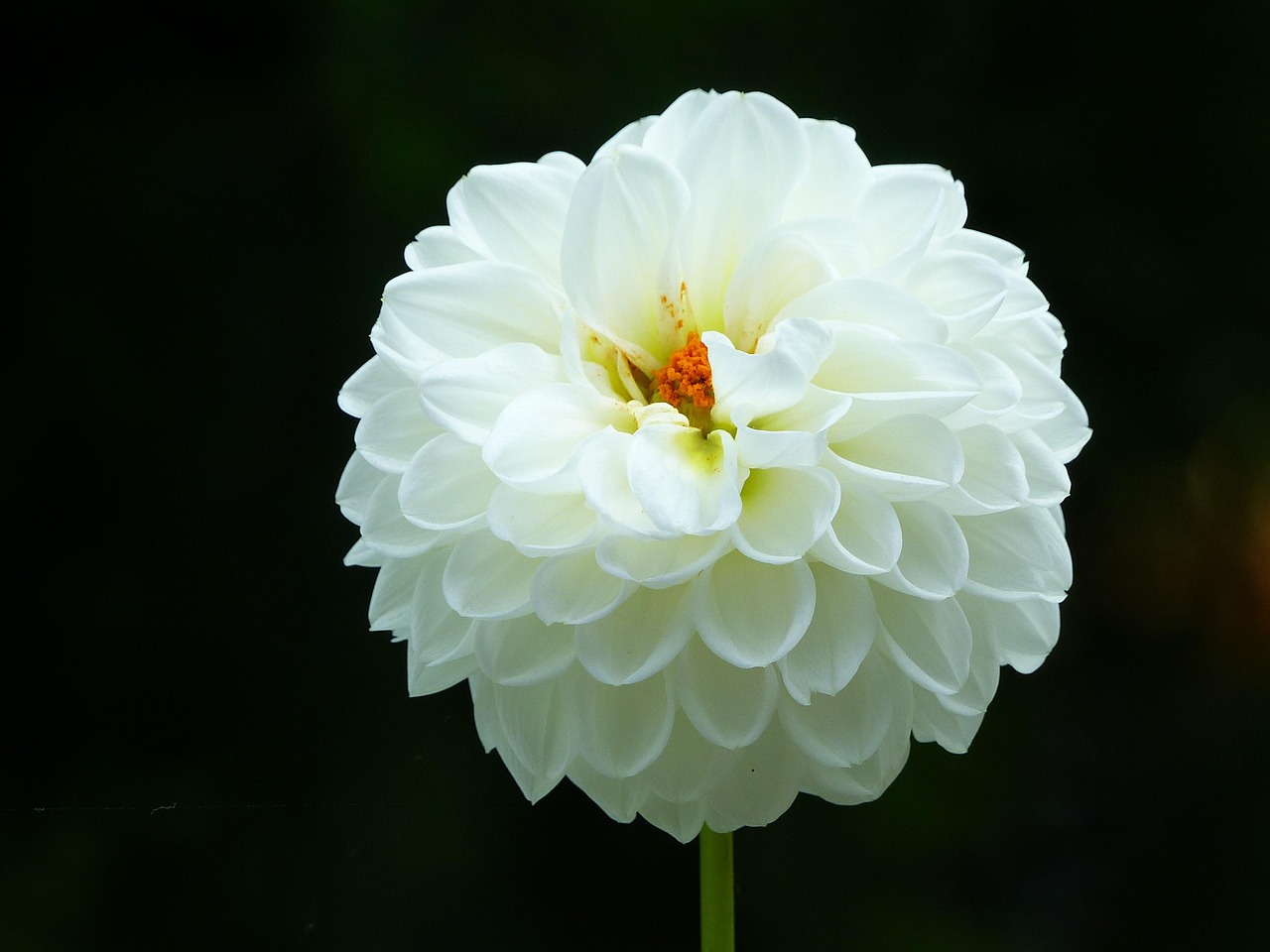Fleur La Nature Plante - Photo gratuite sur Pixabay - Pixabay