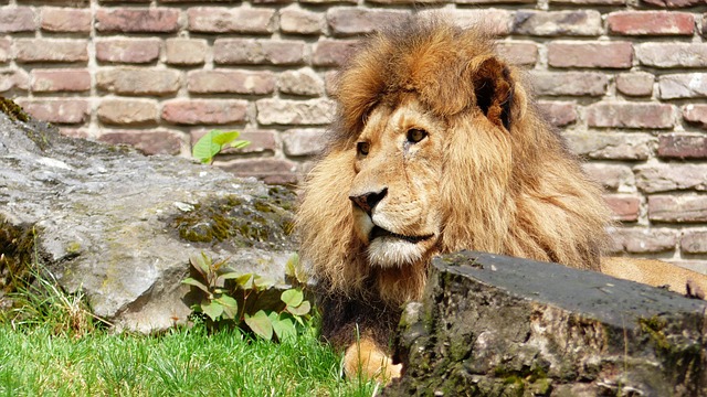 Enstantane Fotoğraf Aslan Hayvanat - Pixabay'de ücretsiz fotoğraf - Pixabay