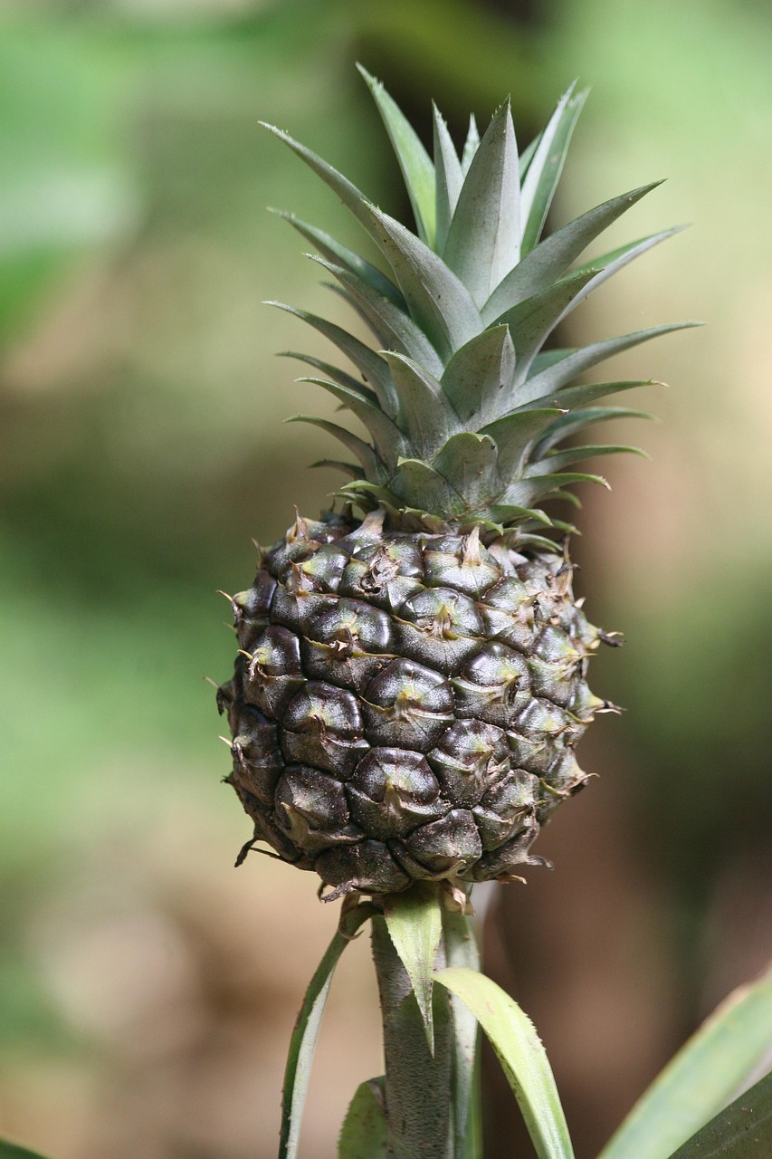 Abacaxi Fruta Planta - Foto gratuita no Pixabay - Pixabay
