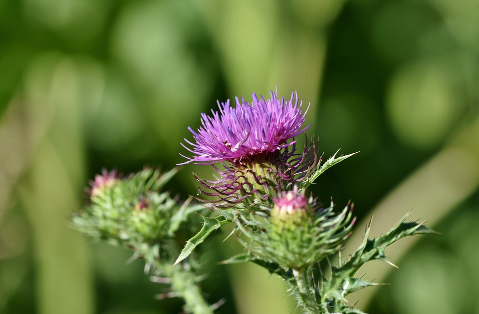 Grote Klit Arctium Lappa - Gratis foto op Pixabay - Pixabay
