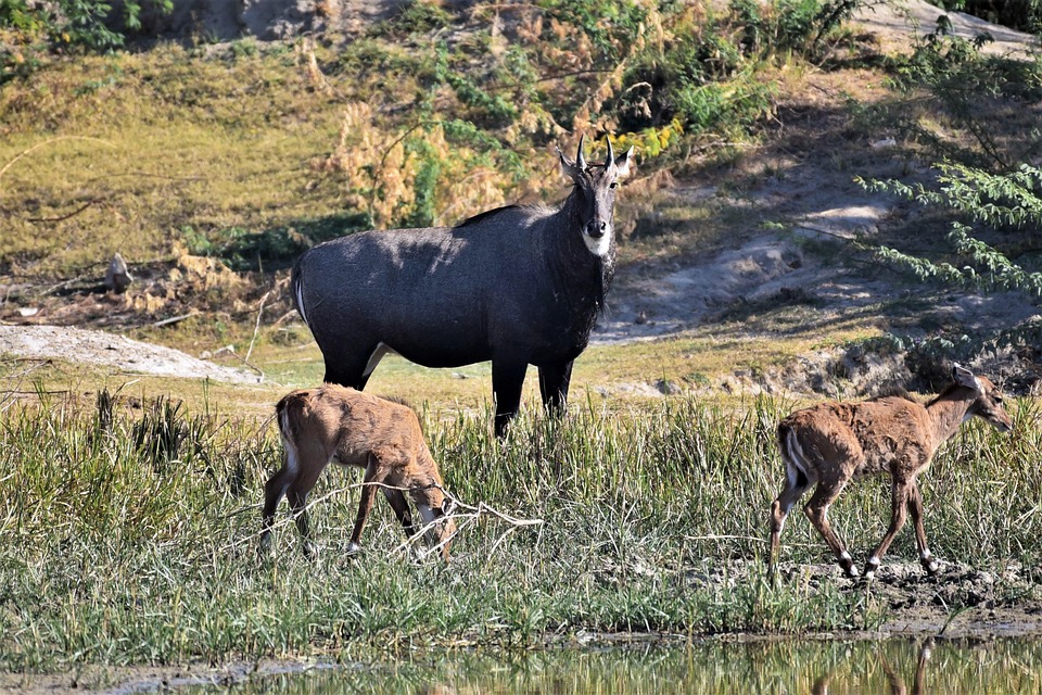 Male Black Bull With Calves - Free photo on Pixabay