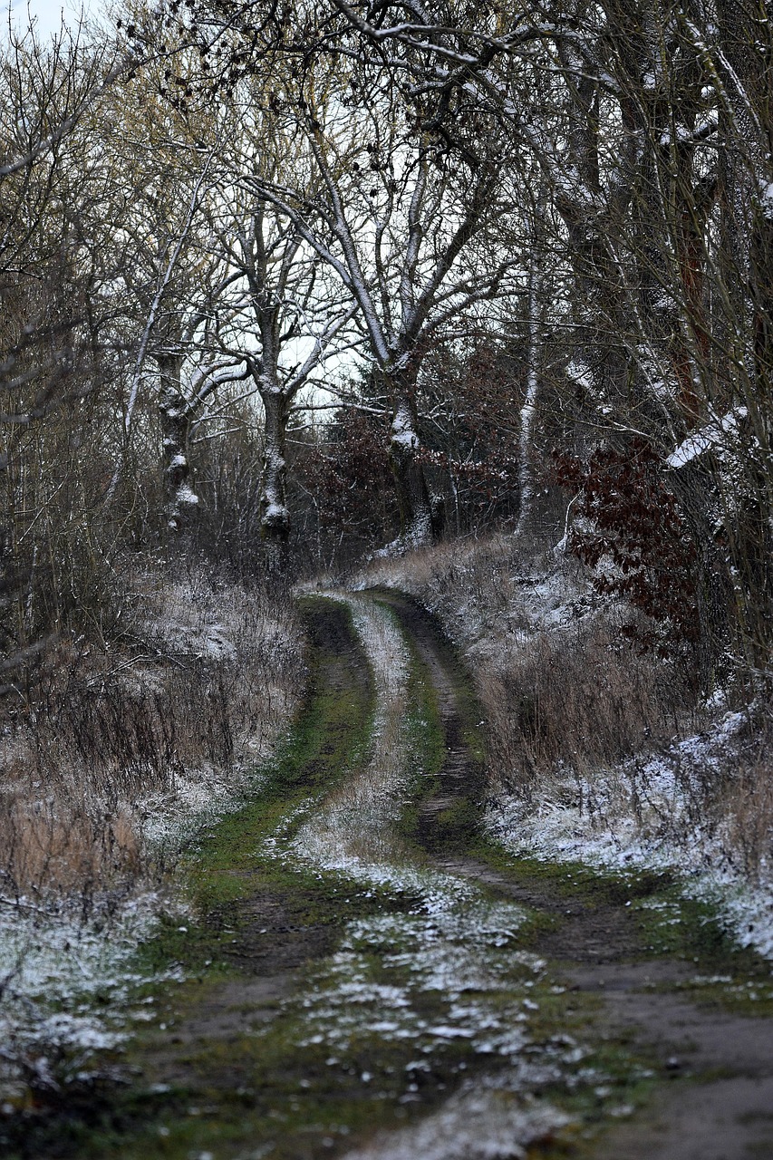 Way Forest Nature - Free photo on Pixabay - Pixabay