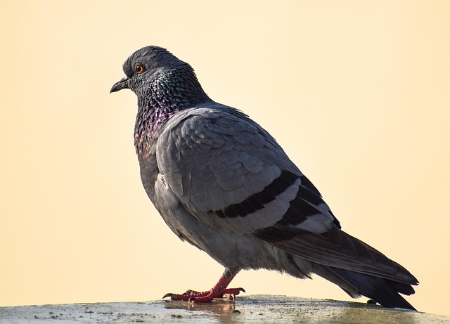 Pombo Pomba Pássaro - Foto gratuita no Pixabay - Pixabay