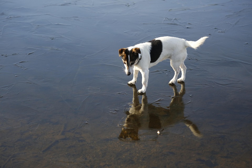 Jack Russel Dog Ice Cream - Free photo on Pixabay - Pixabay