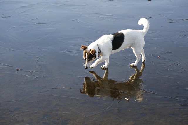 Jack Russel Dog Ice Cream - Free photo on Pixabay - Pixabay