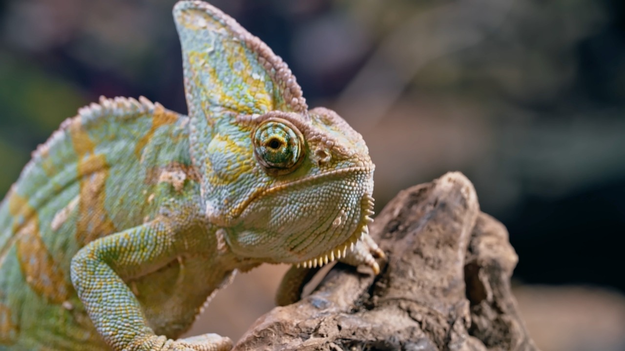 Más de 800 imágenes gratis de Camaleón y Naturaleza - Pixabay