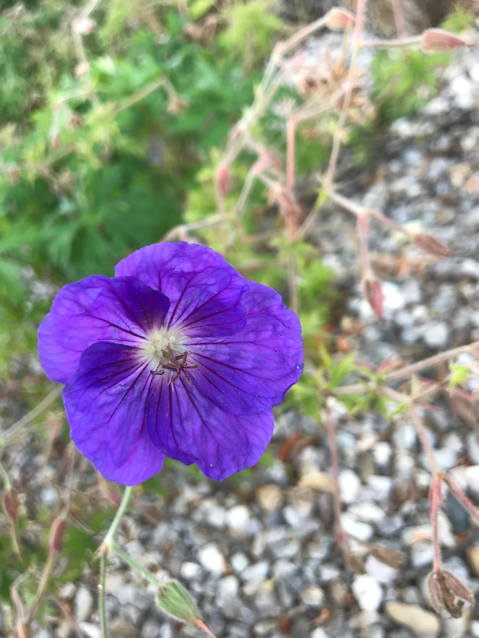 Purple Flower Summer - Free photo on Pixabay - Pixabay