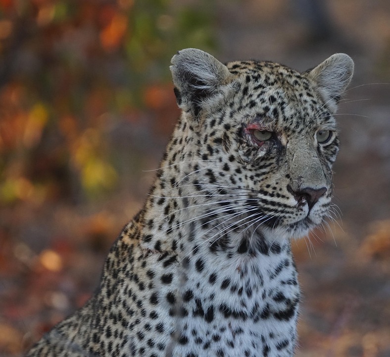 Leopardi Afrikka - Ilmainen valokuva Pixabayssa - Pixabay