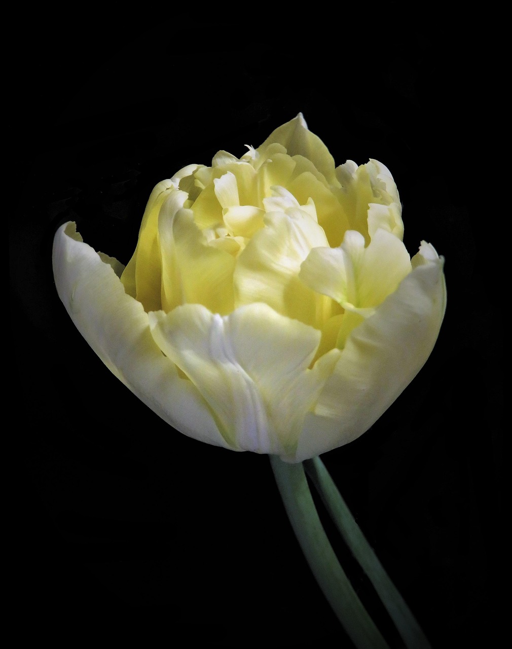 Tulipán Flor Lleno - Foto gratis en Pixabay - Pixabay