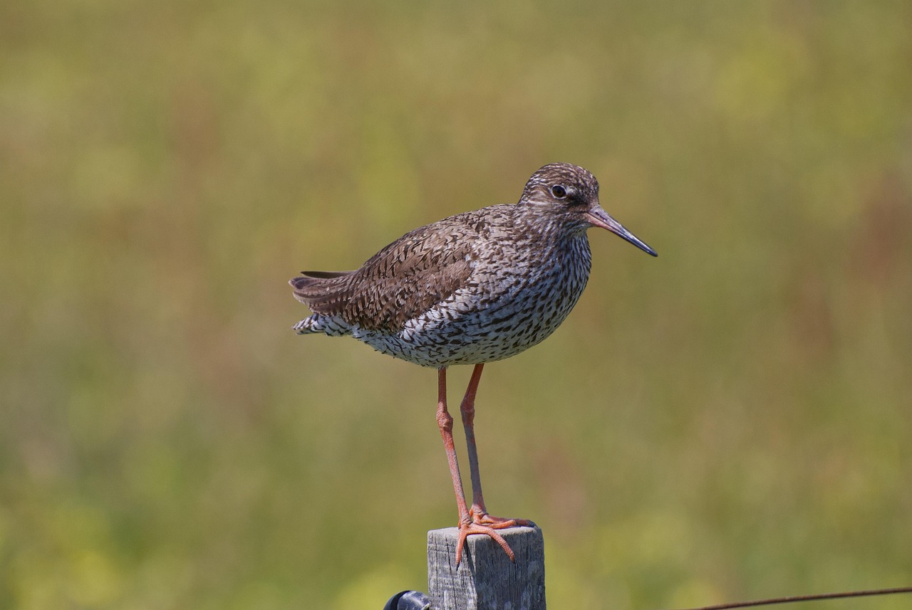 Redshank Bird Perched - Free photo on Pixabay - Pixabay