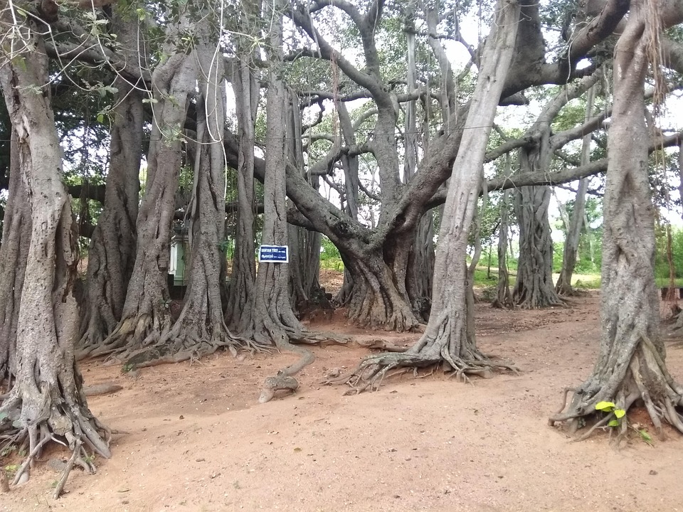 Banyan Tree 300 Year Old - Free photo on Pixabay - Pixabay