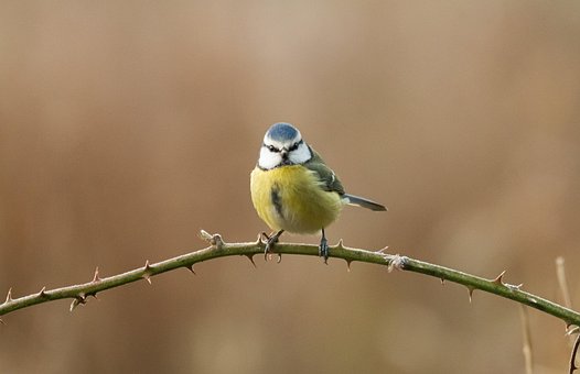 40+ Free Thorn Bird & Bird Images - Pixabay