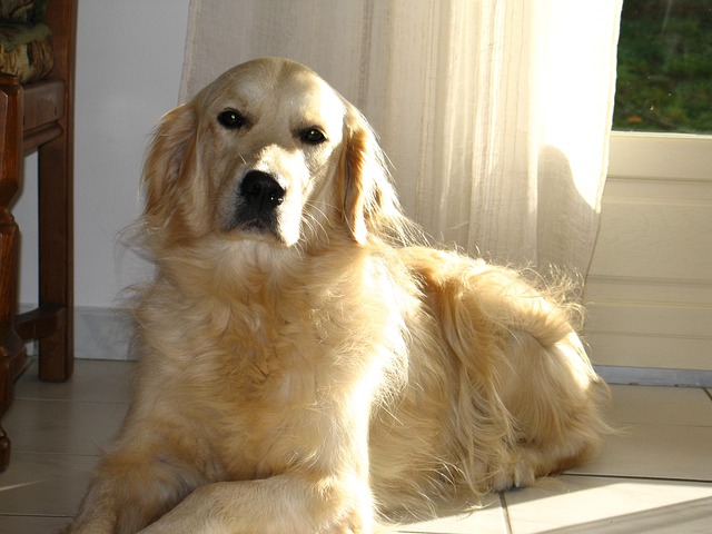 Cachorro Animal Kim Bicho De - Foto gratuita no Pixabay - Pixabay