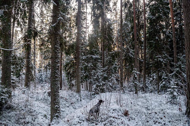 Winter Day In The - Free photo on Pixabay - Pixabay