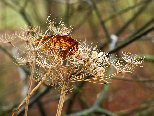 Faded Winter Plant - Free photo on Pixabay - Pixabay