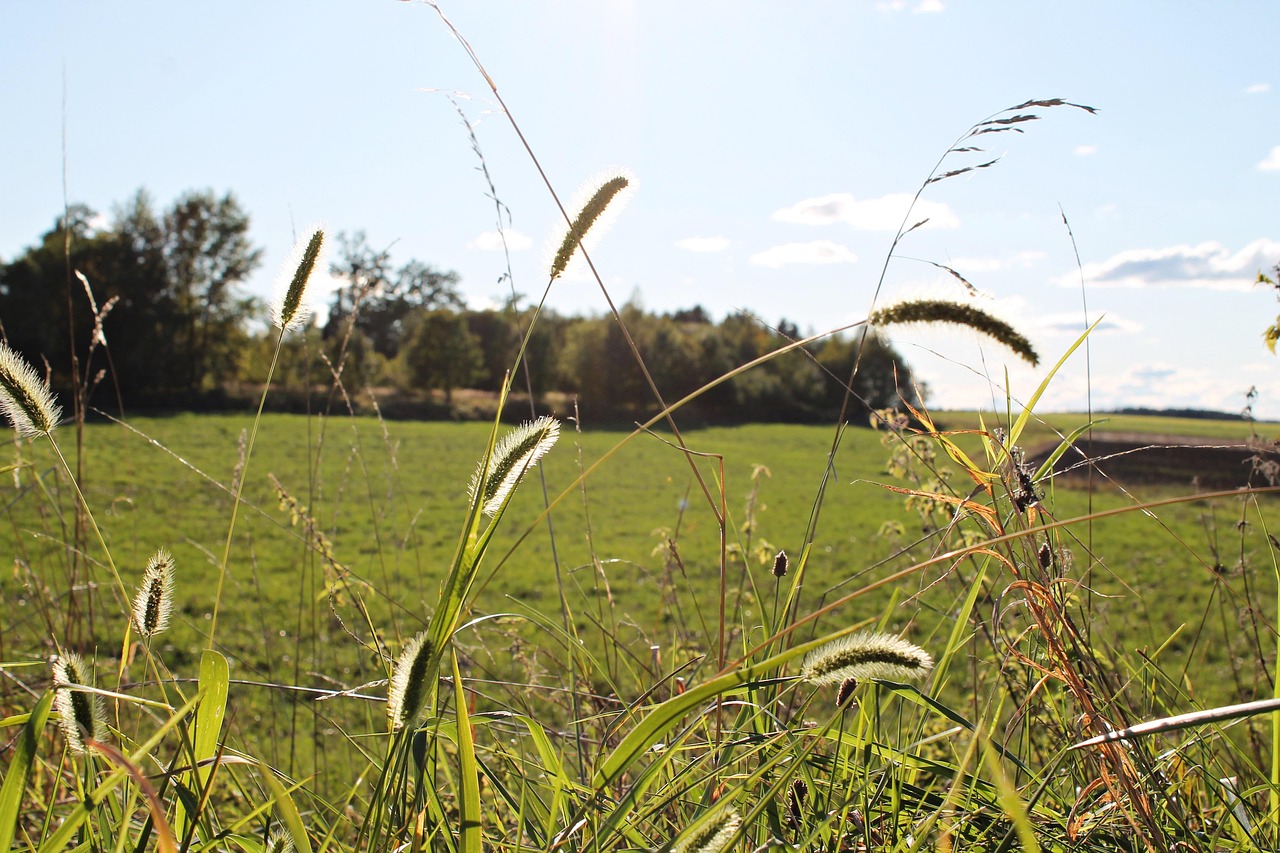 Grasses Blades Of Grass Meadow - Free photo on Pixabay - Pixabay