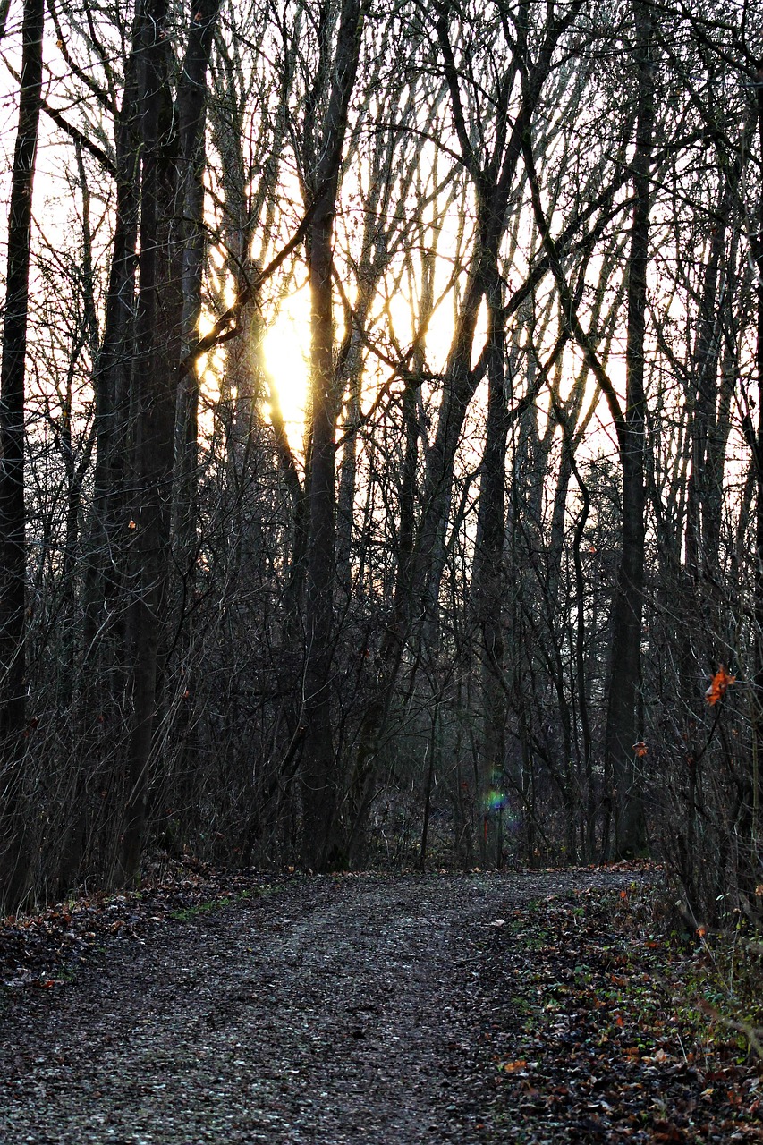 Spirit Beings Spiritual Forest - Free photo on Pixabay