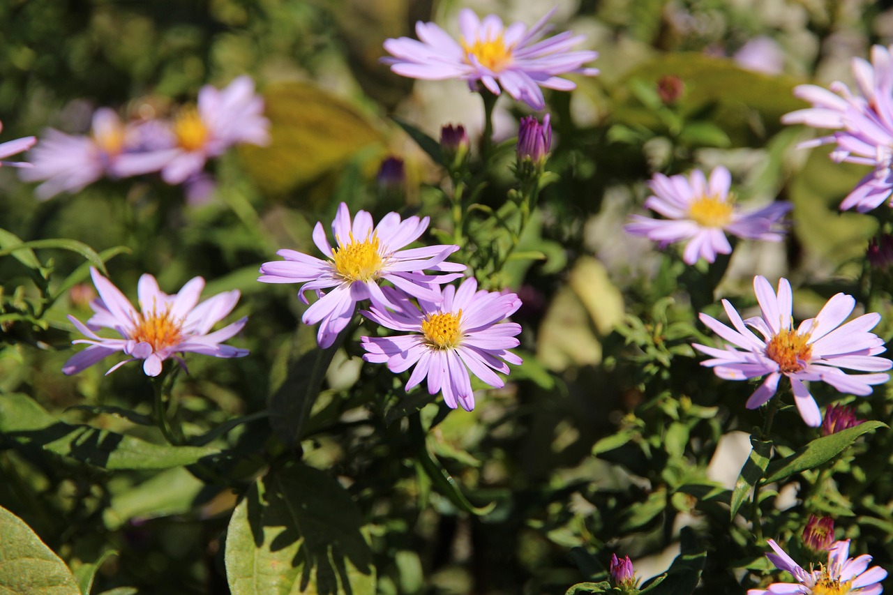 Flowers Astra Novoblogika - Free photo on Pixabay